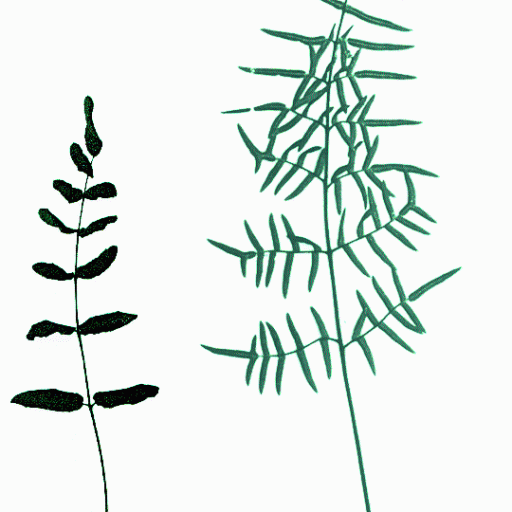 Pellaea Atropurpurea Plant Care & How to Grow, Water