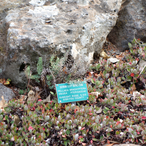 Pellaea Brachyptera Plant Care & How to Grow, Water