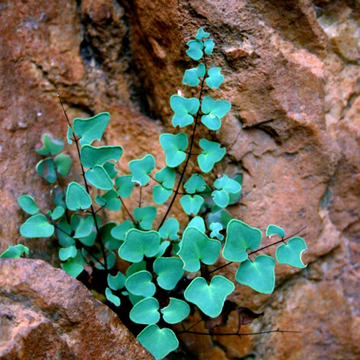 Hard Fern (Pellaea Calomelanos) Plant Care & How to Grow, Water