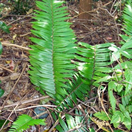Sickle Fern (Pellaea Falcata) Plant Care & How to Grow, Water