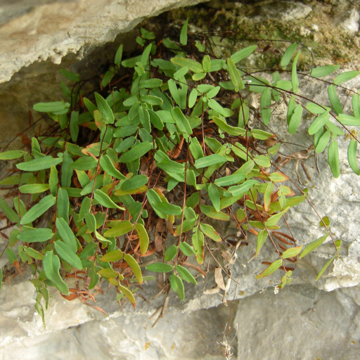 Pellaea Glabella Plant Care & How to Grow, Water