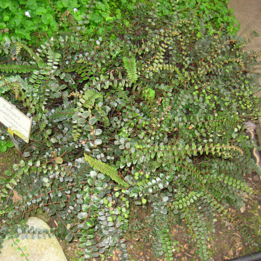 Button Fern (Pellaea Rotundifolia) Plant Care & How to Grow, Water