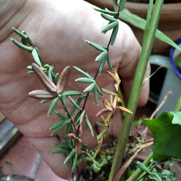 Trans-Pecos Cliffbrake (Pellaea Ternifolia) Plant Care & How to Grow, Water