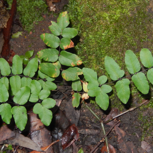 Green Cliffbrake (Pellaea Viridis) Plant Care & How to Grow, Water