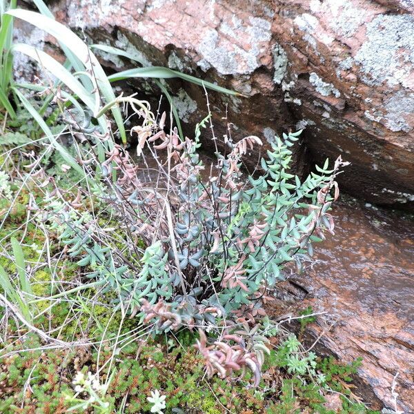 Pellaea Wrightiana Plant Care & How to Grow, Water