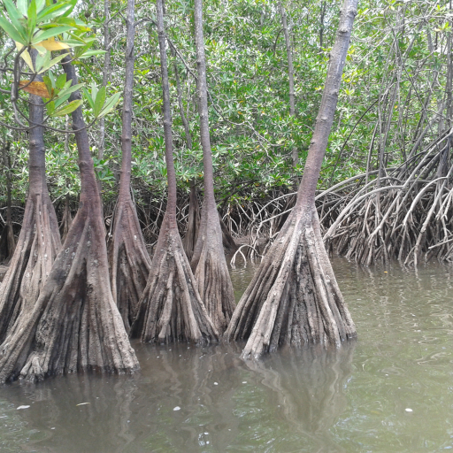 Tea Mangrove (Pelliciera Rhizophorae) Plant Care & How to Grow, Water