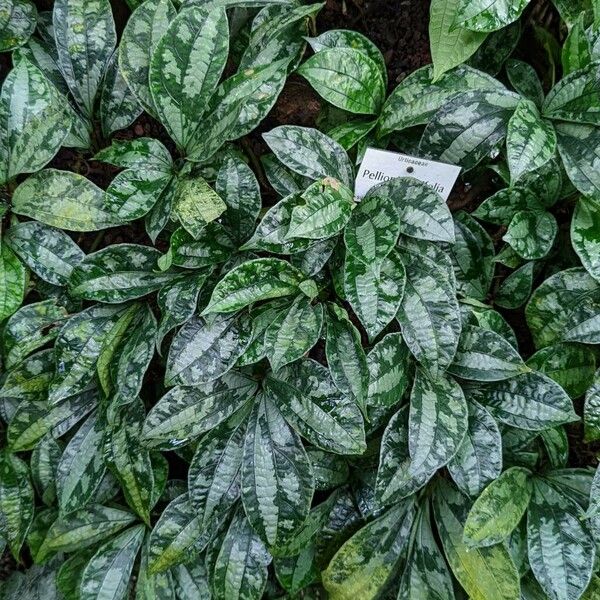 Pellionia Latifolia Care Guide: Water, Soil & Propagation - Plantiary