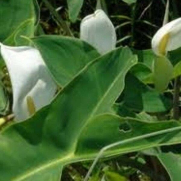 White Arrow Arum (Peltandra Sagittifolia) Plant Care & How to Grow, Water