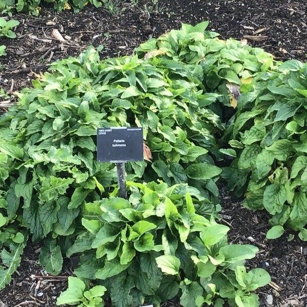 Peltaria Turkmena Care Guide: Water, Soil & Propagation - Plantiary