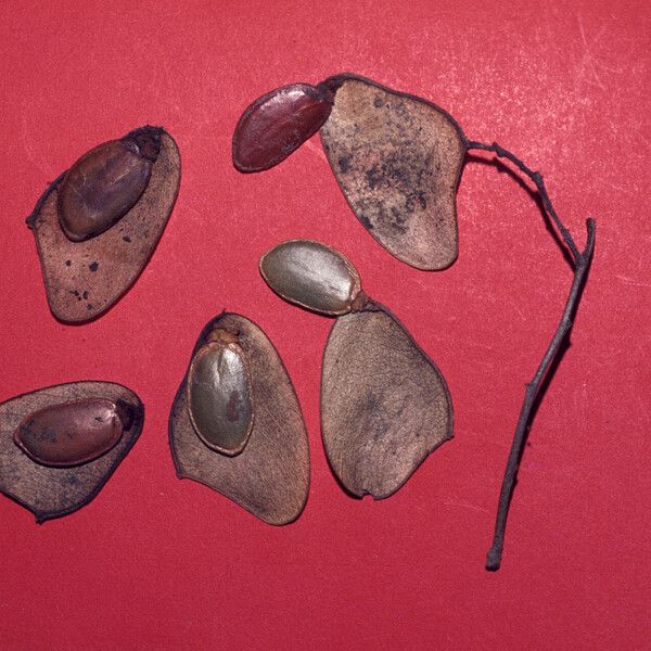 Purpleheart (Peltogyne Paniculata) Plant Care & How to Grow, Water