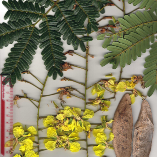 Peltophorum Dasyrrhachis Plant Care & How to Grow, Water