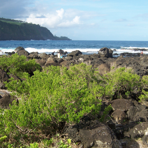 Mentigi (Pemphis Acidula) Plant Care & How to Grow, Water