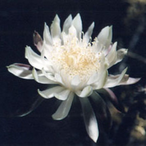 Desert Night-Blooming Cereus (Peniocereus Greggii) Plant Care & How to ...