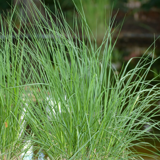 Chinese Fountain Grass (Pennisetum Alopecuroides) Care Guide: Water ...