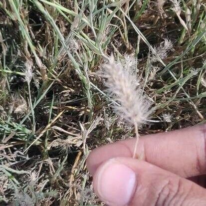 Pennisetum Divisum Plant Care & How to Grow, Water