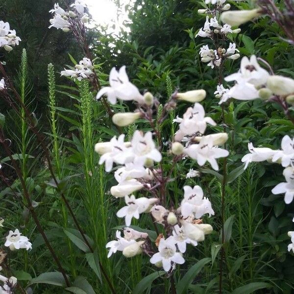 White Beardtongue (Penstemon Albidus) Plant Care & How to Grow, Water