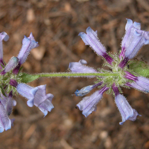 Siskiyou Beardtongue (Penstemon Anguineus) Plant Care & How to Grow, Water