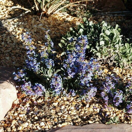 Sand Penstemon (Penstemon Arenicola) Plant Care & How to Grow, Water