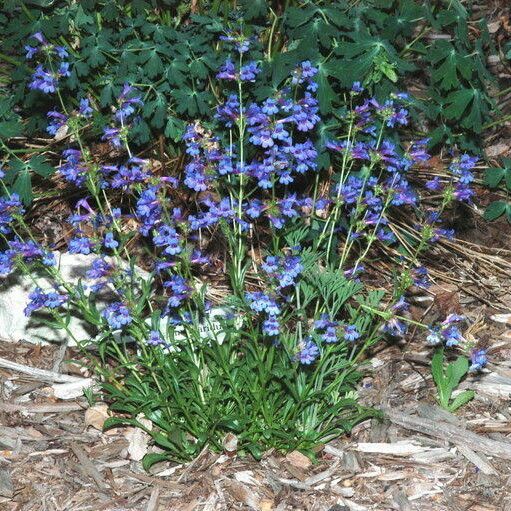 Stiffleaf Penstemon (Penstemon Aridus) Care Guide: Water, Soil ...