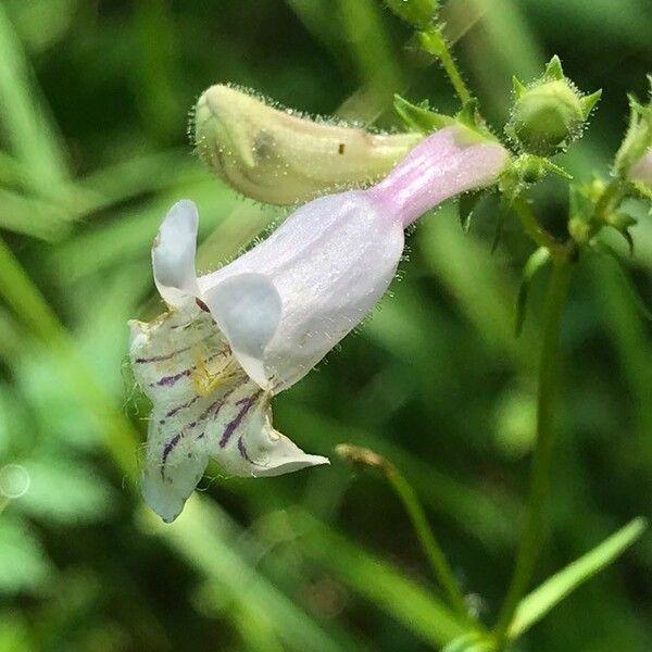 Southeastern Beardtongue (Penstemon Australis) Plant Care & How to Grow ...