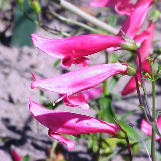 Beard-Tongue (Penstemon Barbatus) Plant Care & How to Grow, Water