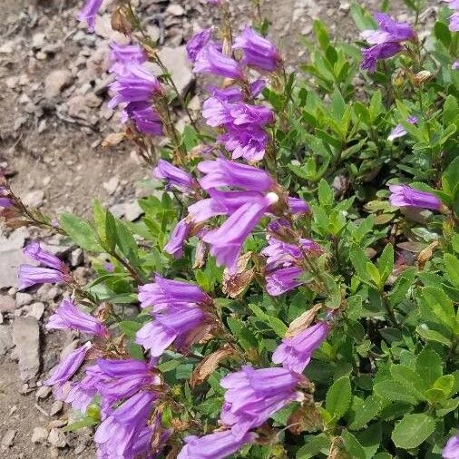 Ylang Ylang (Cananga Odorata) Plant Care & How to Grow, Water