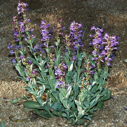 Fleshy Penstemon (Penstemon Carnosus) Plant Care & How to Grow, Water