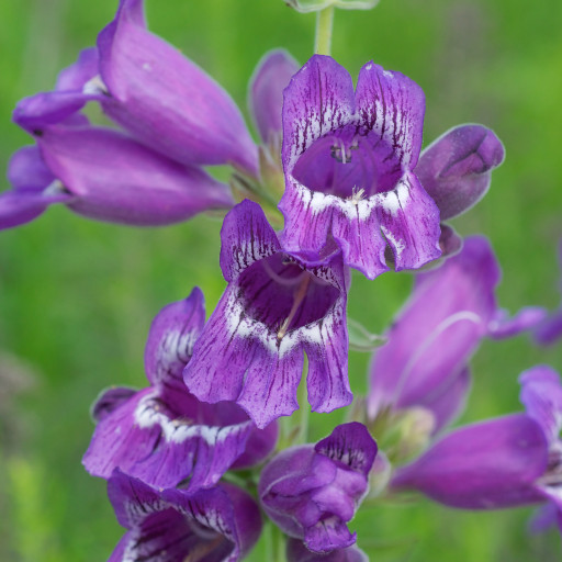 Cobaea Beardtongue (Penstemon Cobaea) Plant Care & How to Grow, Water