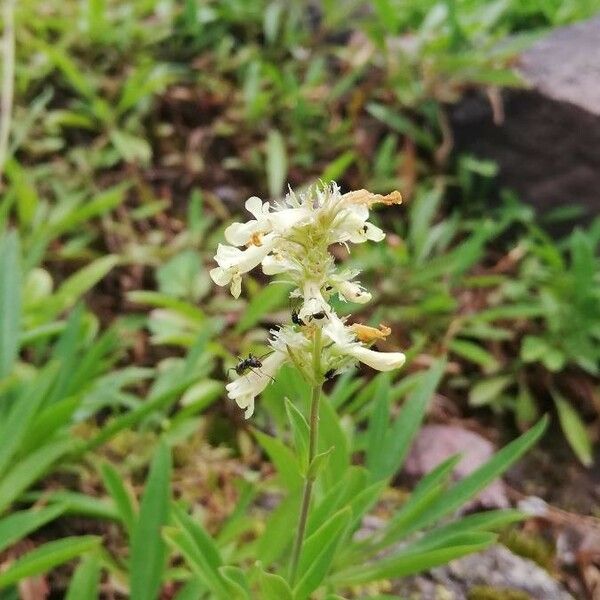 Yellow Penstemon (Penstemon Confertus) Plant Care & How to Grow, Water