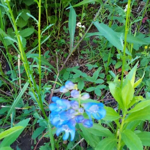 Wasatch Penstemon (Penstemon Cyananthus) Plant Care & How to Grow, Water