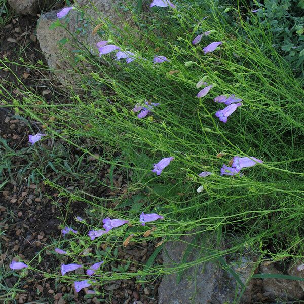 Cochise Beardtongue (Penstemon Dasyphyllus) Care Guide: Water, Soil ...