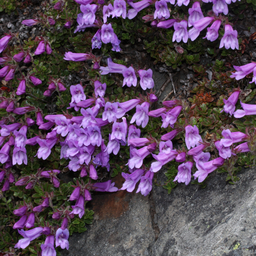 Davidson's Penstemon (Penstemon Davidsonii) Plant Care & How to Grow, Water
