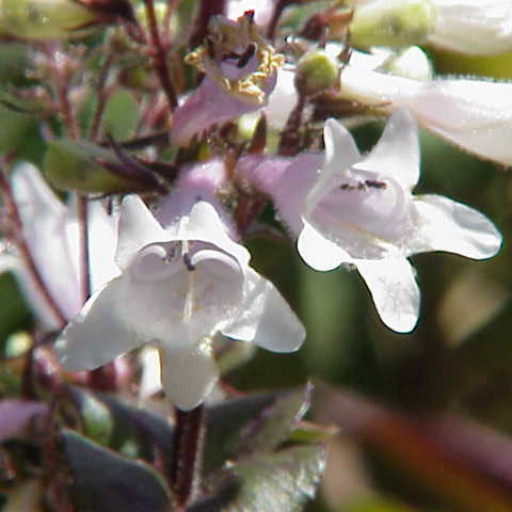 Foxglove Beardtongue (Penstemon Digitalis) Plant Care & How to Grow, Water