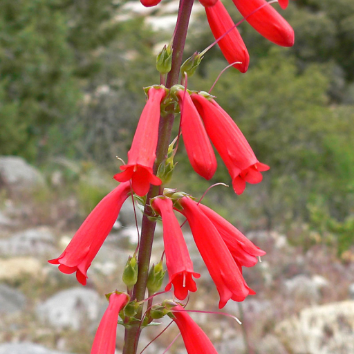 Eaton's Penstemon (Penstemon Eatonii) Plant Care & How to Grow, Water
