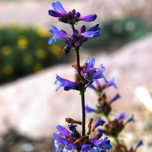 Glaucous Beardtongue (Penstemon Euglaucus) Plant Care & How to Grow, Water