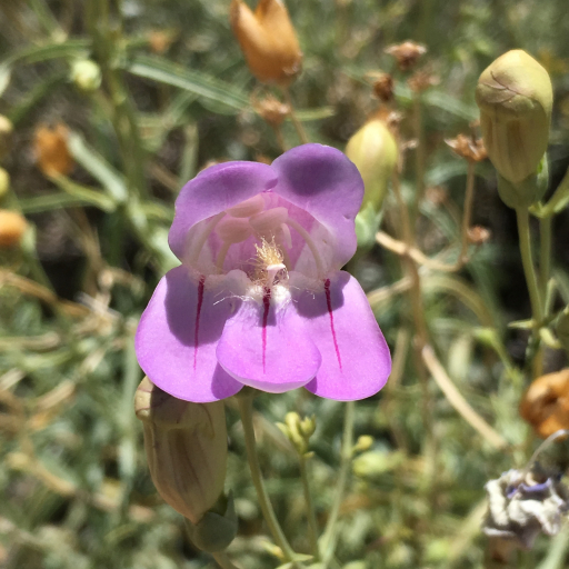 Death Valley Beardtongue (Penstemon Fruticiformis) Care Guide: Water ...