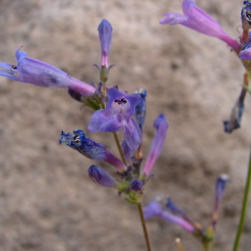 Slender Penstemon (Penstemon Gracilentus) Plant Care & How to Grow, Water