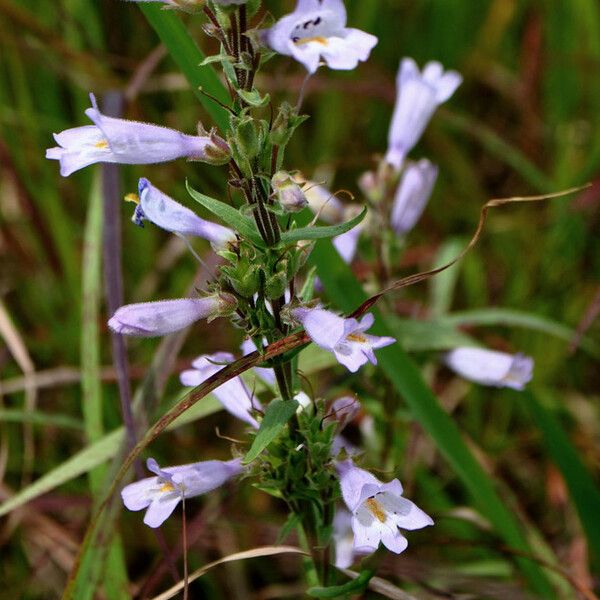 Slender Beardtongue (Penstemon Gracilis) Plant Care & How to Grow, Water