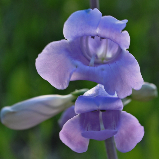 Large-Flowered Beardtongue (Penstemon Grandiflorus) Plant Care & How to ...