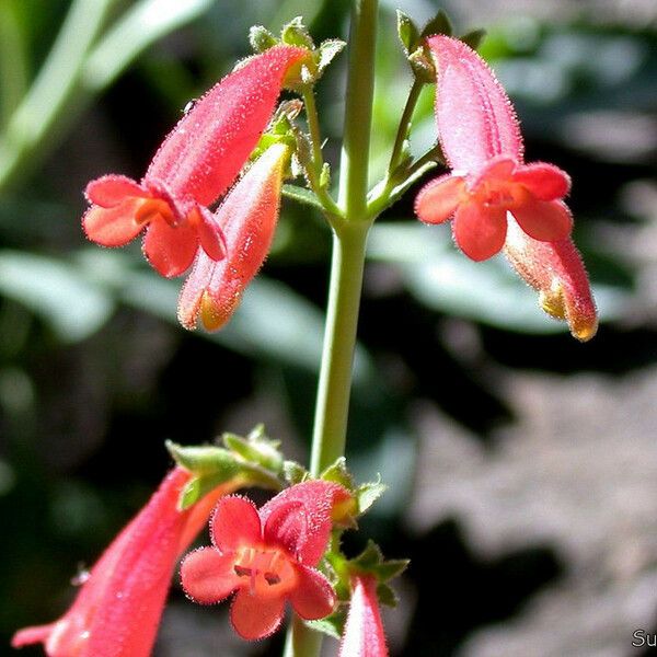 Big Bend Beardtongue (Penstemon Havardii) Plant Care & How to Grow, Water