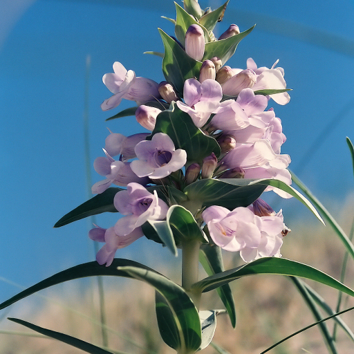 Blowout Penstemon (Penstemon Haydenii) Plant Care & How to Grow, Water