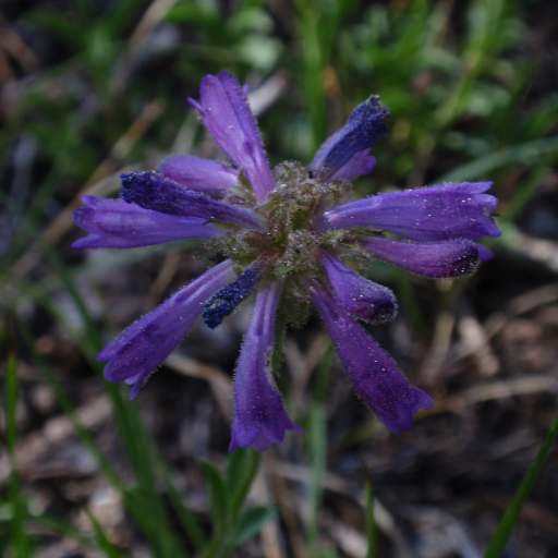Sierra Beardtongue (Penstemon Heterodoxus) Plant Care & How to Grow, Water