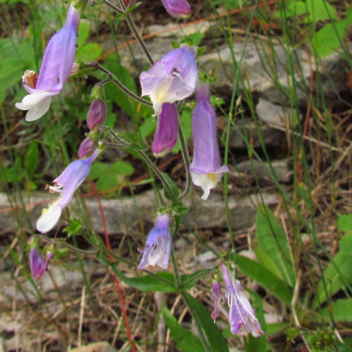 Hairy Beardtongue (Penstemon Hirsutus) Plant Care & How to Grow, Water