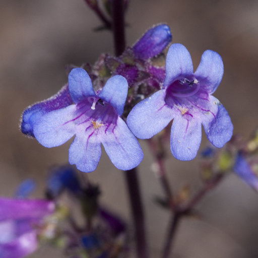 Low Beardtongue (Penstemon Humilis) Plant Care & How to Grow, Water