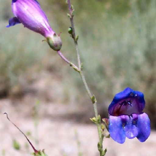 Mojave Beardtongue (Penstemon Incertus) Care Guide: Water, Soil ...