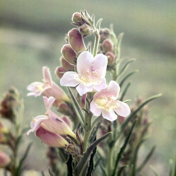 James' Beardtongue (Penstemon Jamesii) Plant Care & How to Grow, Water