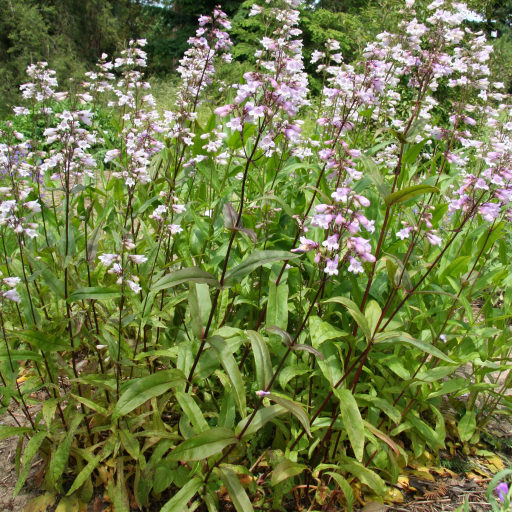 Eastern Beardtongue (Penstemon Laevigatus) Care Guide: Water, Soil ...