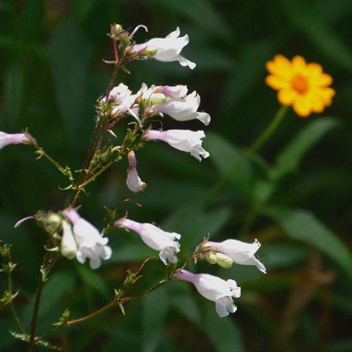 Nodding Beardtongue (Penstemon Laxiflorus) Plant Care & How to Grow, Water