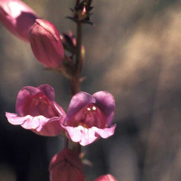 Smoothleaf Beardtongue (Penstemon Leiophyllus) Plant Care & How to Grow ...
