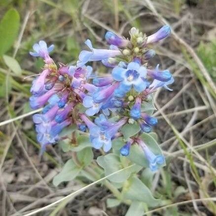 Waxleaf Penstemon (Penstemon Nitidus) Plant Care & How to Grow, Water